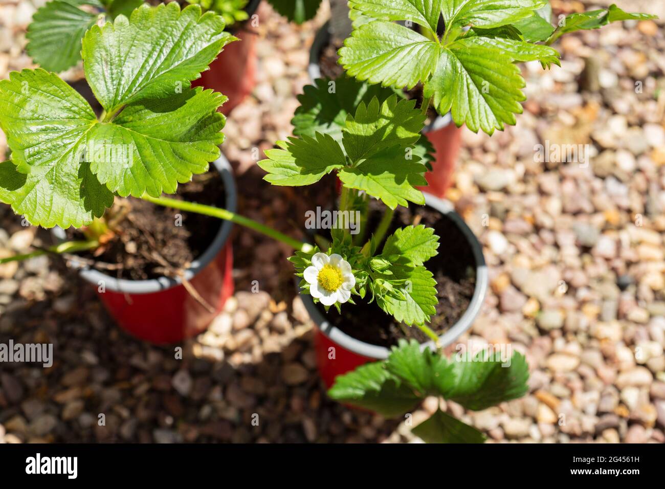Strawberry sapling plants in small pots ready for transplanting. On a ...