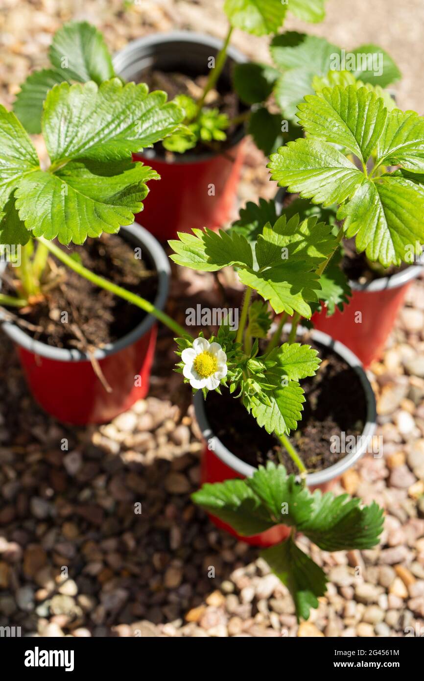 Strawberry sapling plants in small pots ready for transplanting. On a ...