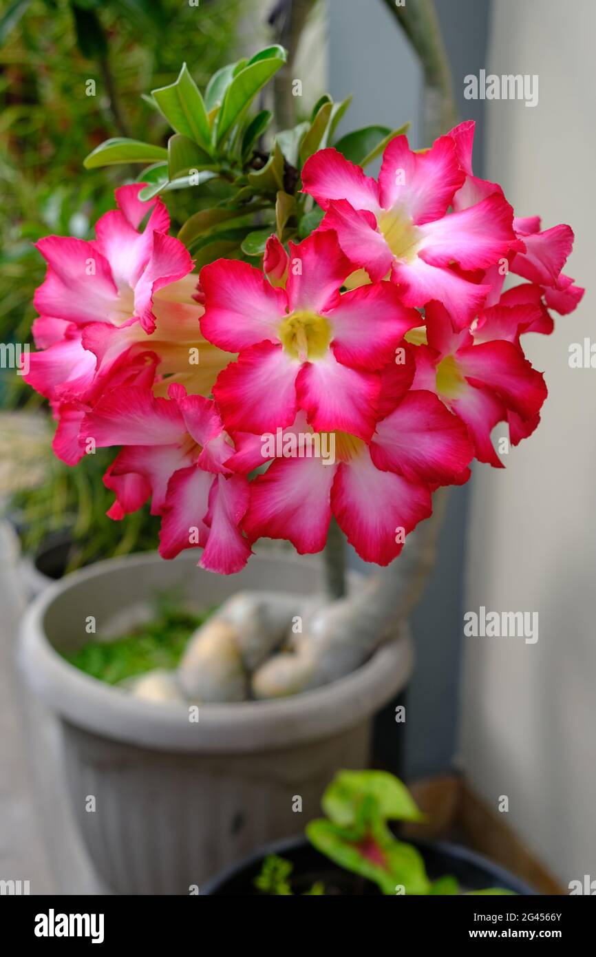 Indonesia Yogyakarta - Red Plumeria flower - Frangipani - Flower pot ...