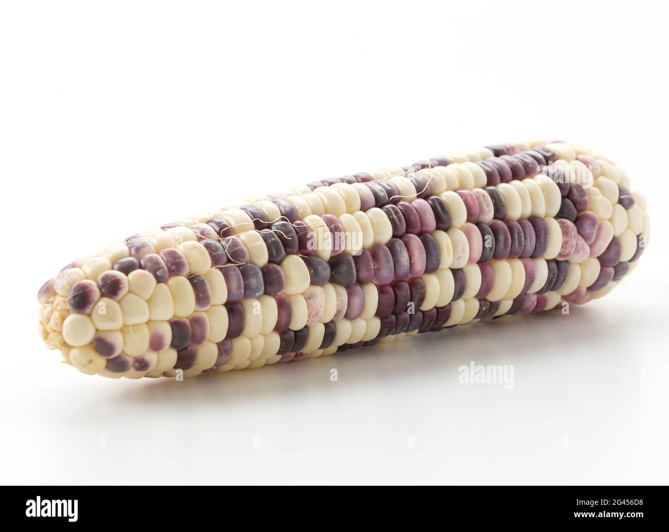 Waxy corn on white background Stock Photo - Alamy