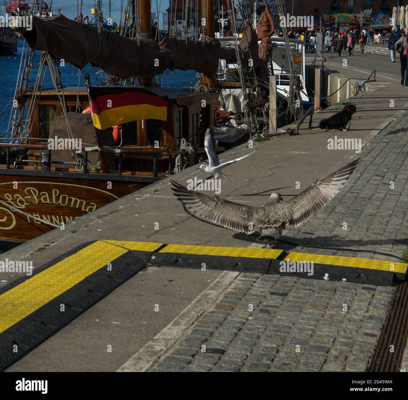 Landing sea gull in the harbor of the german city called Wismar Stock ...