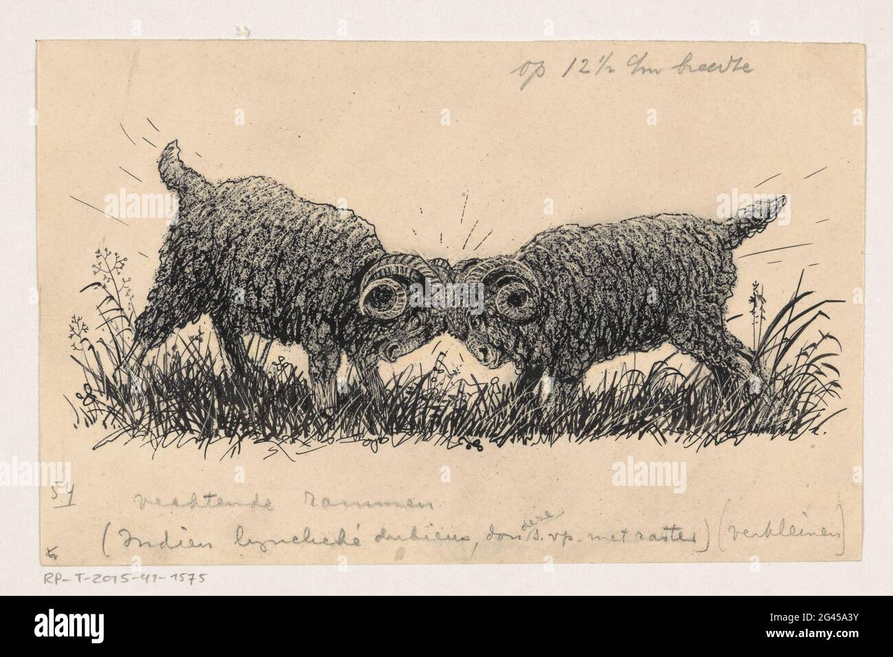 Two fighting rams Stock Photo - Alamy