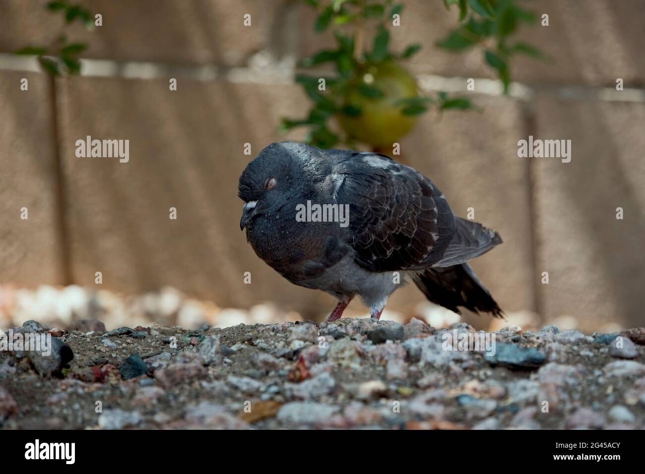 Pigeon resting after a water sprayed on under a pomegranate tree Stock ...