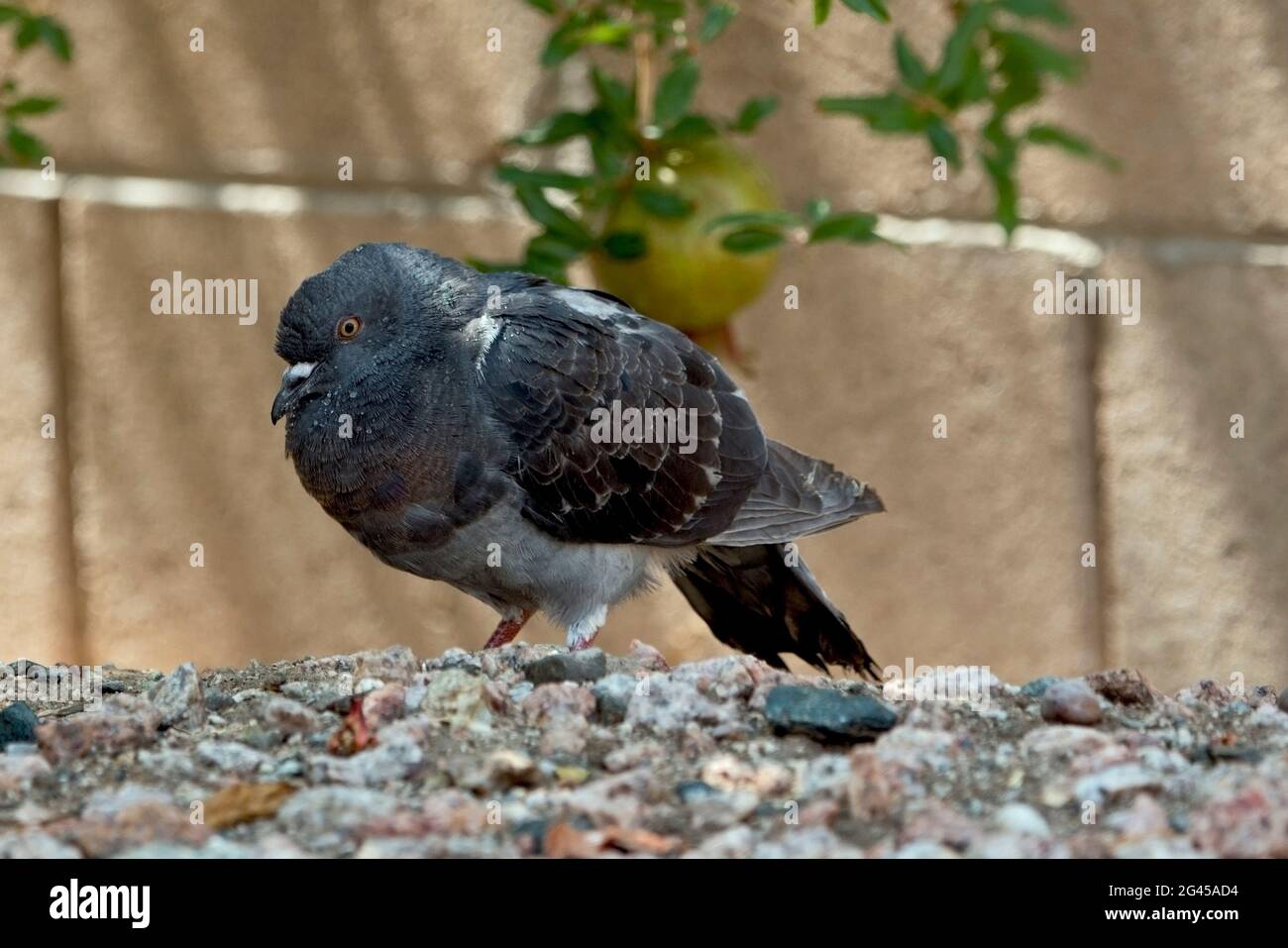 Nap under the tree hi-res stock photography and images - Alamy