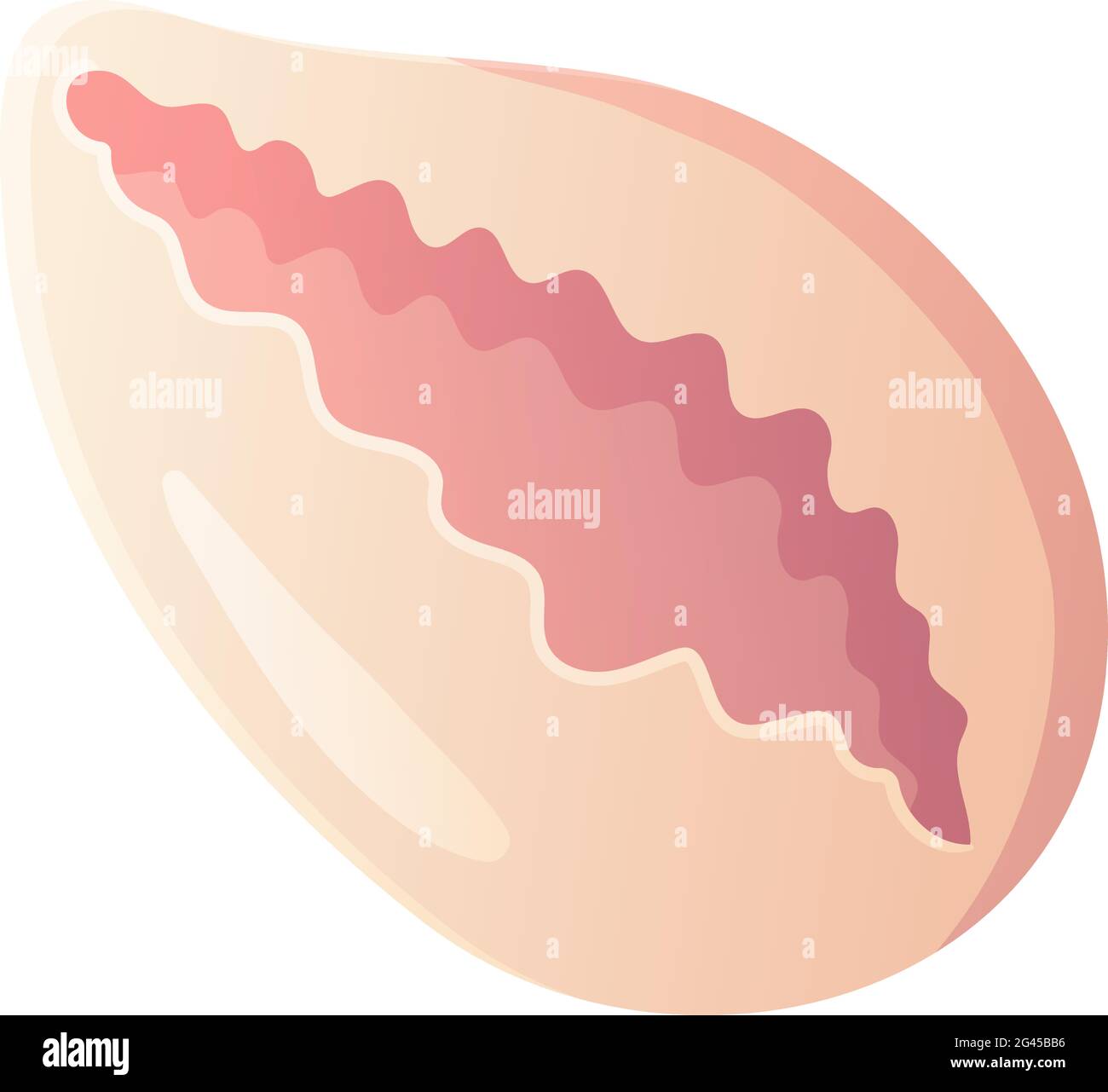 Pink scallop seashell. Beach clipart,ocean element concept. Stock ...