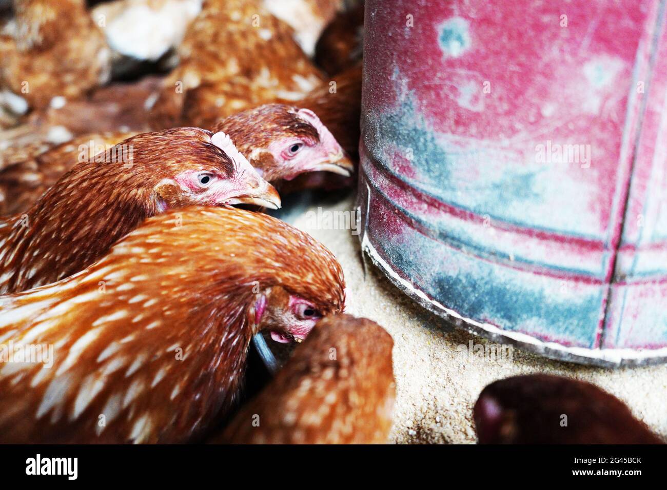 Chicken farm africa hi-res stock photography and images - Alamy