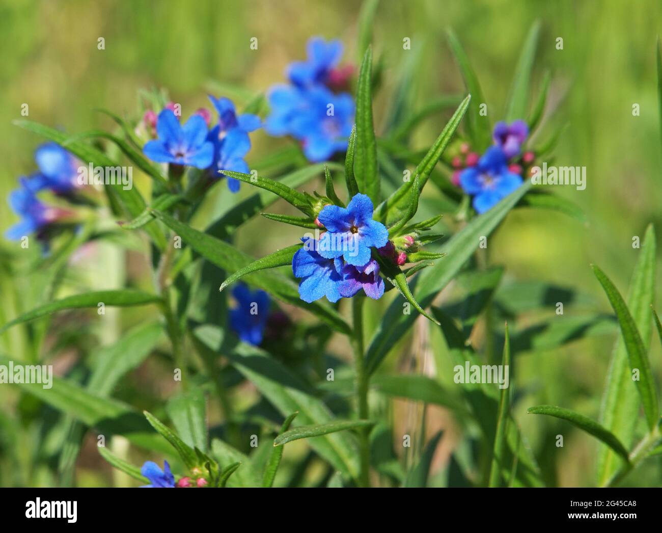 Purple gromwell blooming plant, Lithospermum purpurocaeruleum Stock ...