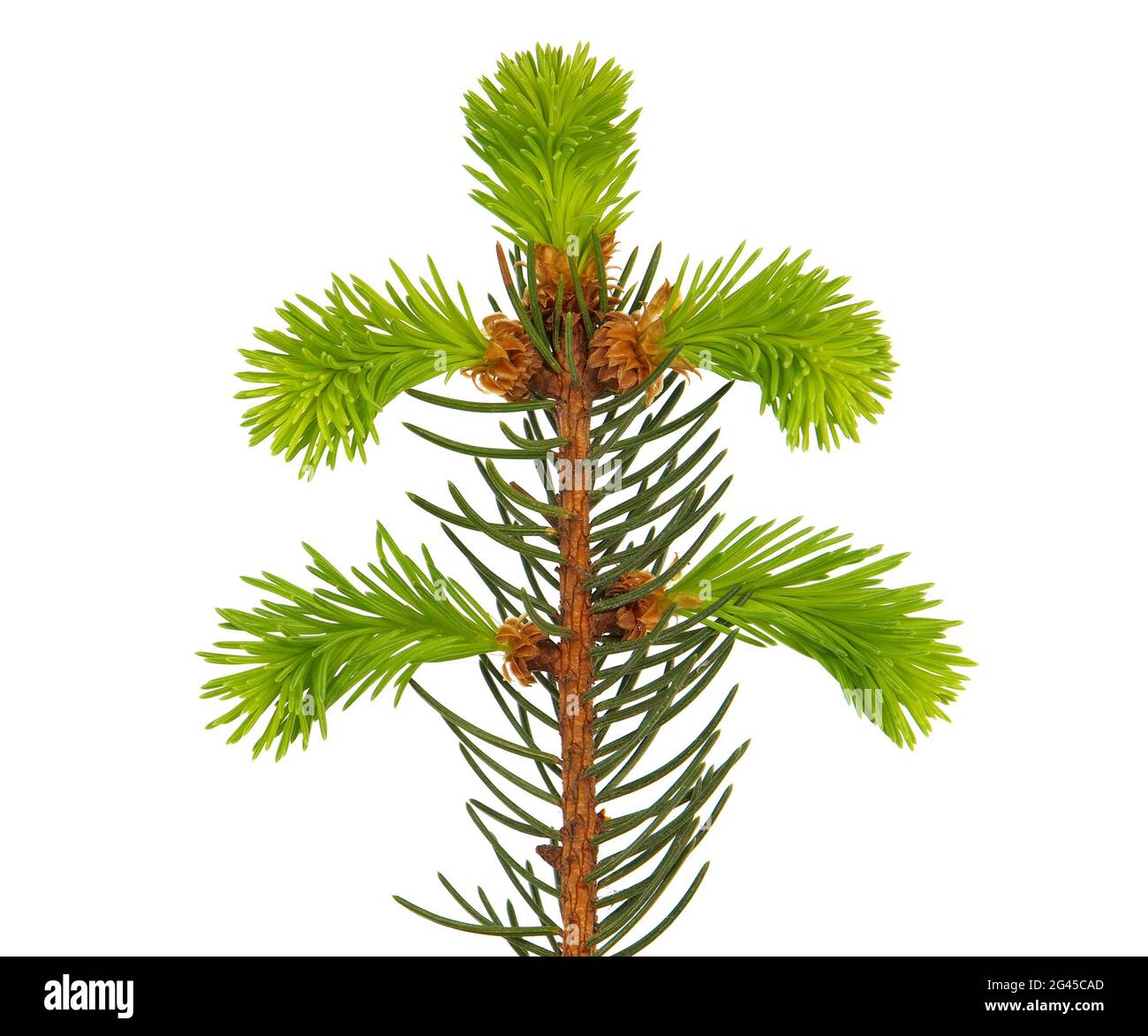 Fir tree branch with young buds, isolated on white Stock Photo - Alamy