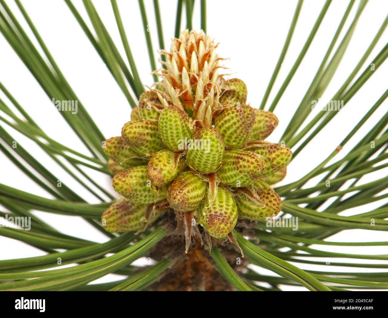Young pine buds isolated on white Stock Photo - Alamy