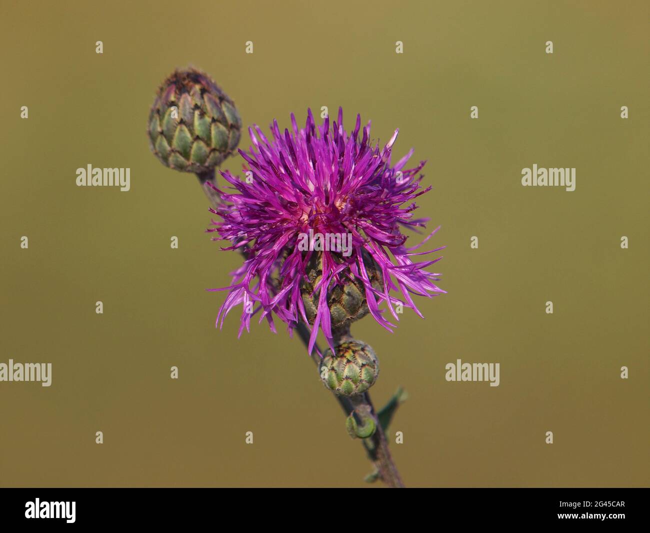 Centaurea apiculata hi-res stock photography and images - Alamy