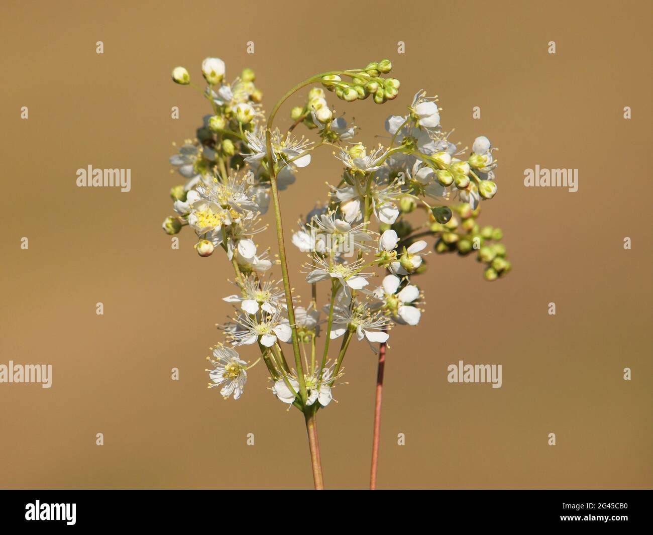 Filipendula vulgaris hi-res stock photography and images - Alamy