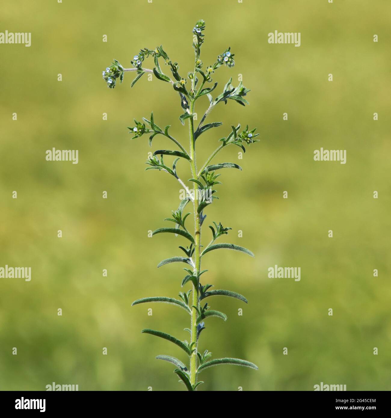 Blue stickseed hi-res stock photography and images - Alamy