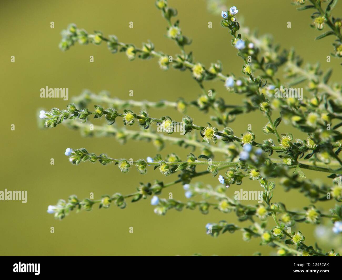 Blooming plant of European stickseed, Lappula squarrosa Stock Photo - Alamy