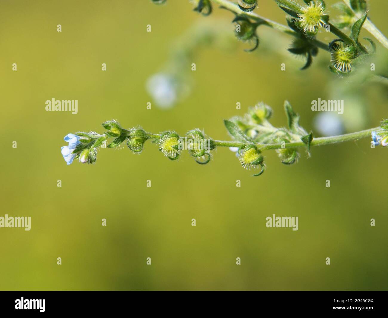 Lappula squarrosa hi-res stock photography and images - Alamy