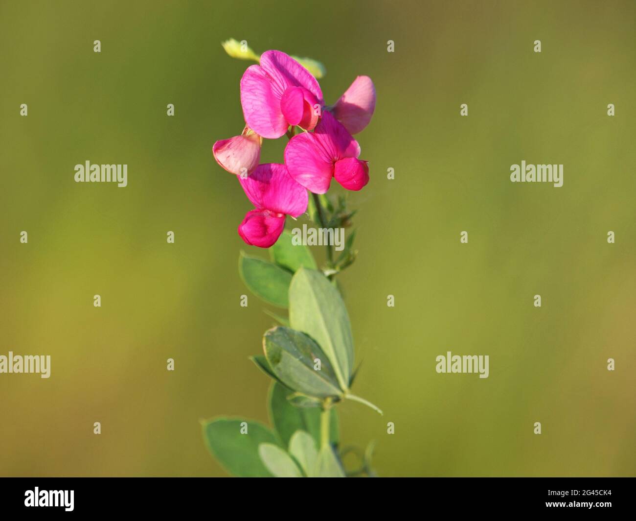 Red flower of Earthnut pea, Lathyrus tuberosus Stock Photo - Alamy