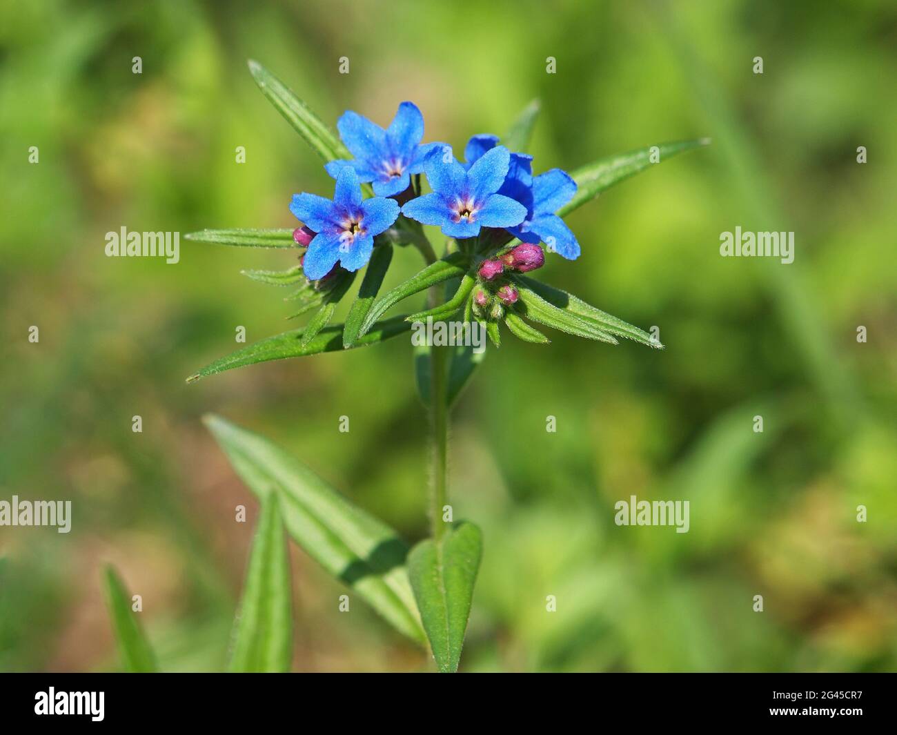 Purple gromwell blooming plant, Lithospermum purpurocaeruleum Stock ...