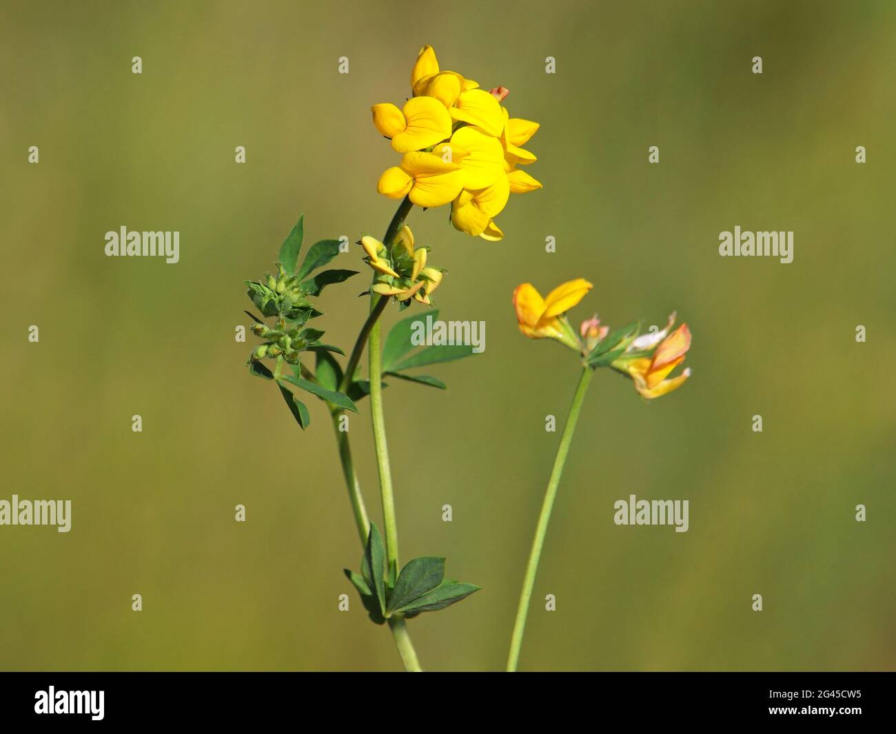 Yellow flower of bird's-foot trefoil on the meadow, Lotus corniculatus ...