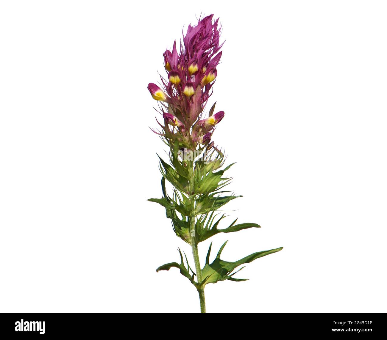 Field cow-wheat wild flower isolated on white, Melampyrum arvense Stock ...