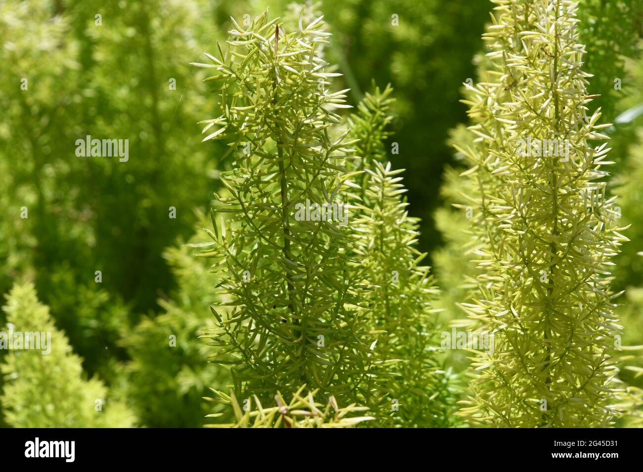 Asparagus fern hi-res stock photography and images - Alamy