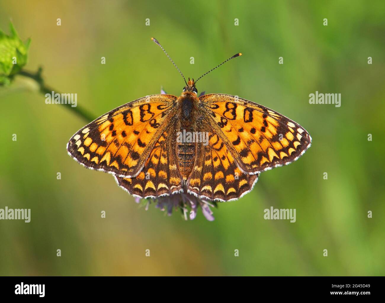 Knapweed fritillary butterfly, Melitaea phoebe, male Stock Photo - Alamy