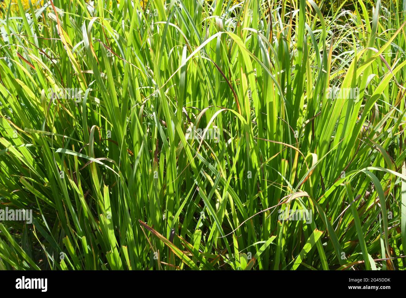 Indian lemon grass hi-res stock photography and images - Alamy