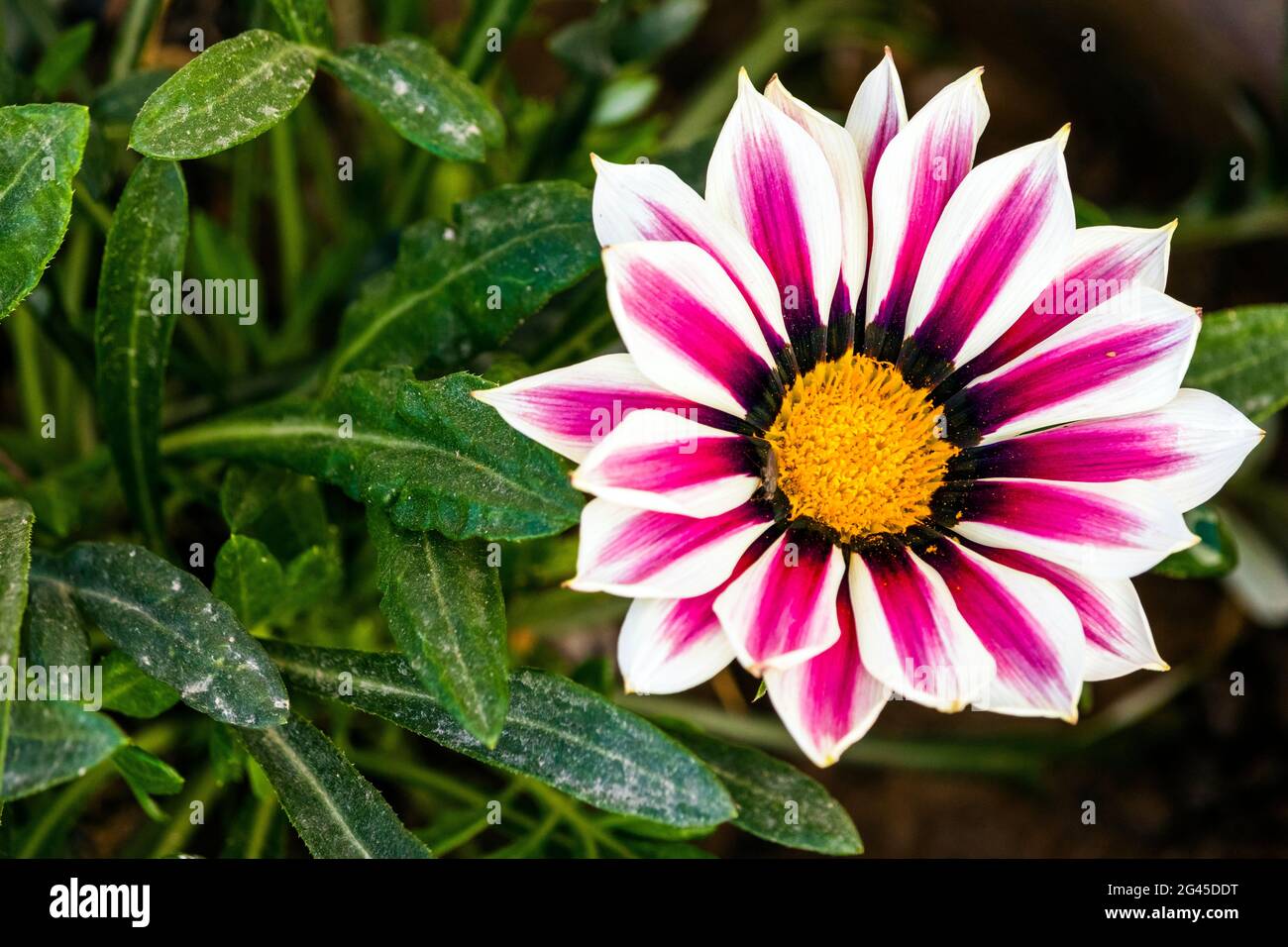 A beautiful purple white and yellow Gazania Rigens flower (Treasure ...