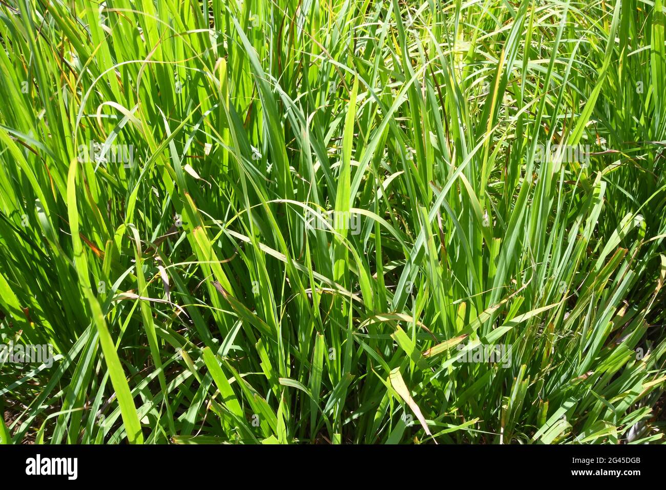 Cymbopogon citratus hi-res stock photography and images - Alamy