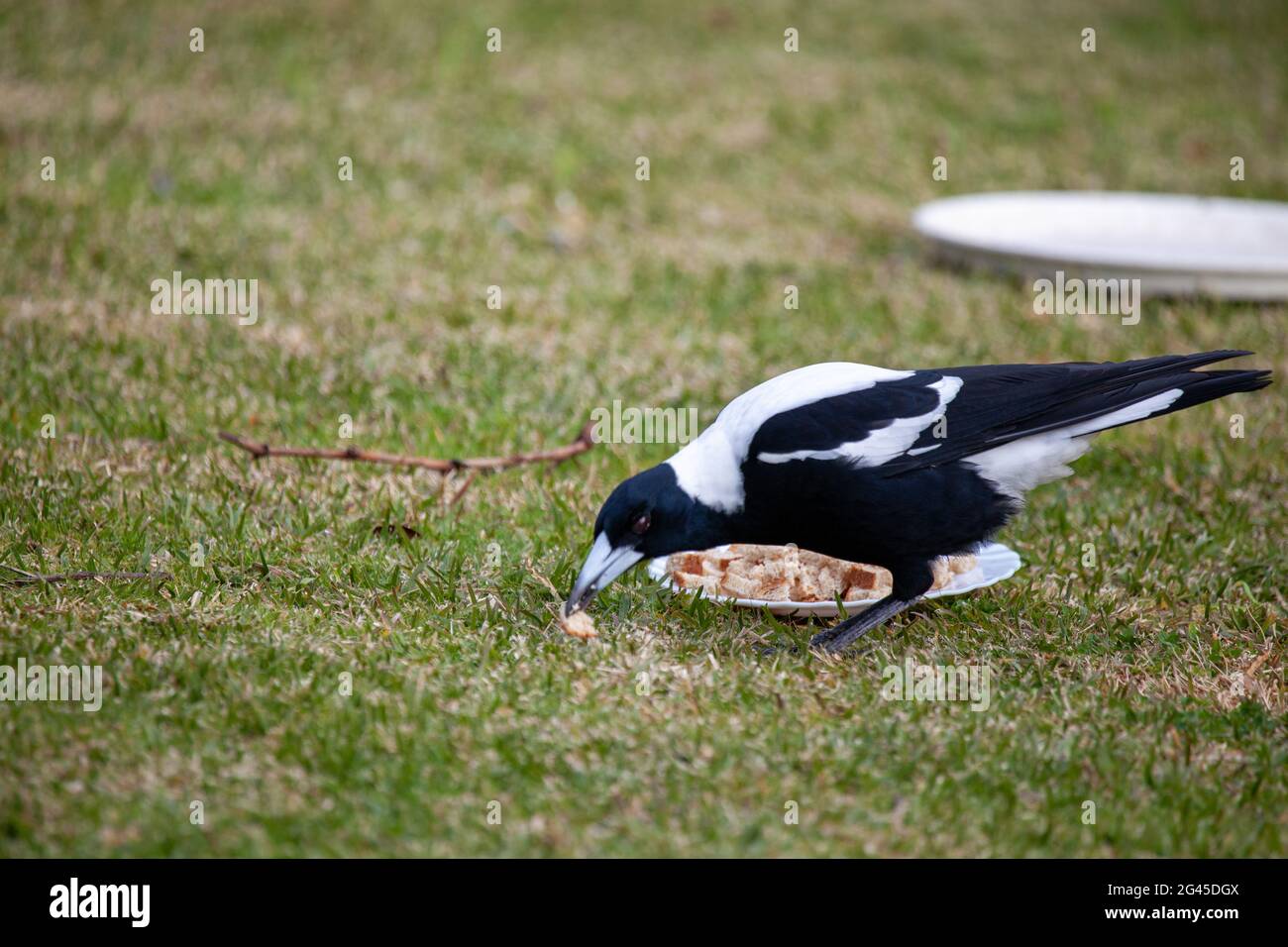 Magpies of melbourne hi-res stock photography and images - Alamy