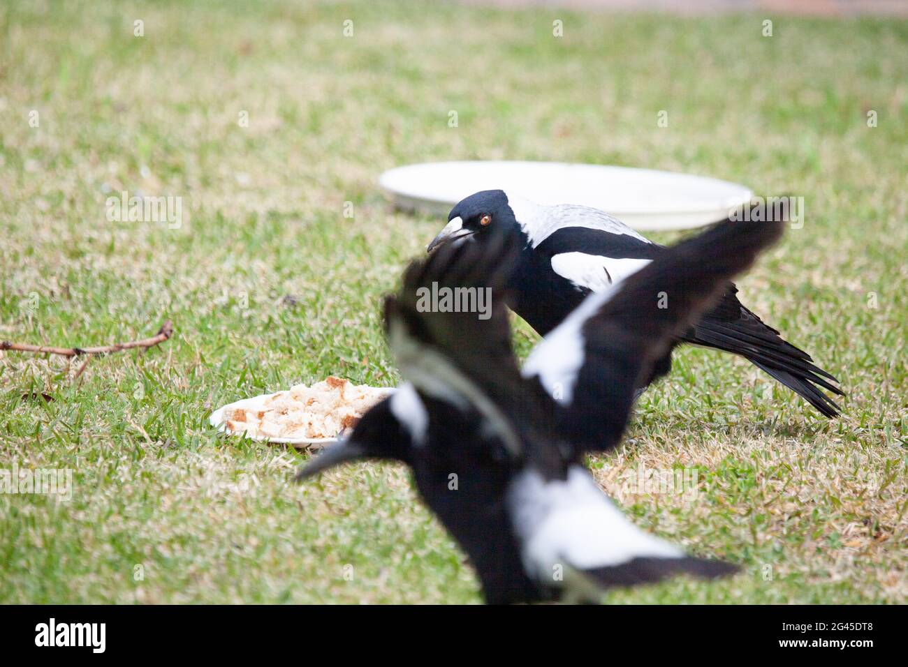 Australian magpies hi-res stock photography and images - Alamy