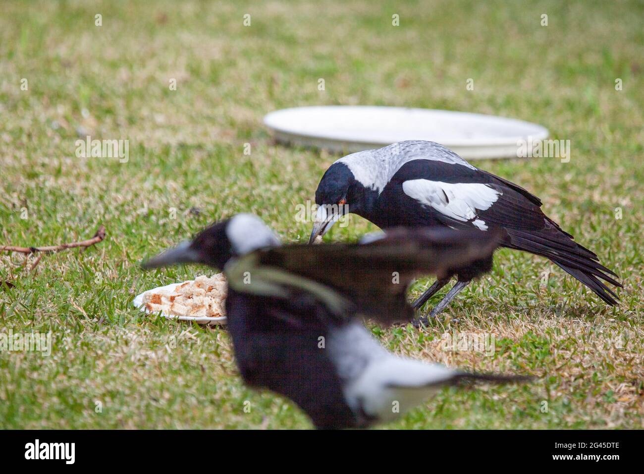Australian magpies hi-res stock photography and images - Alamy