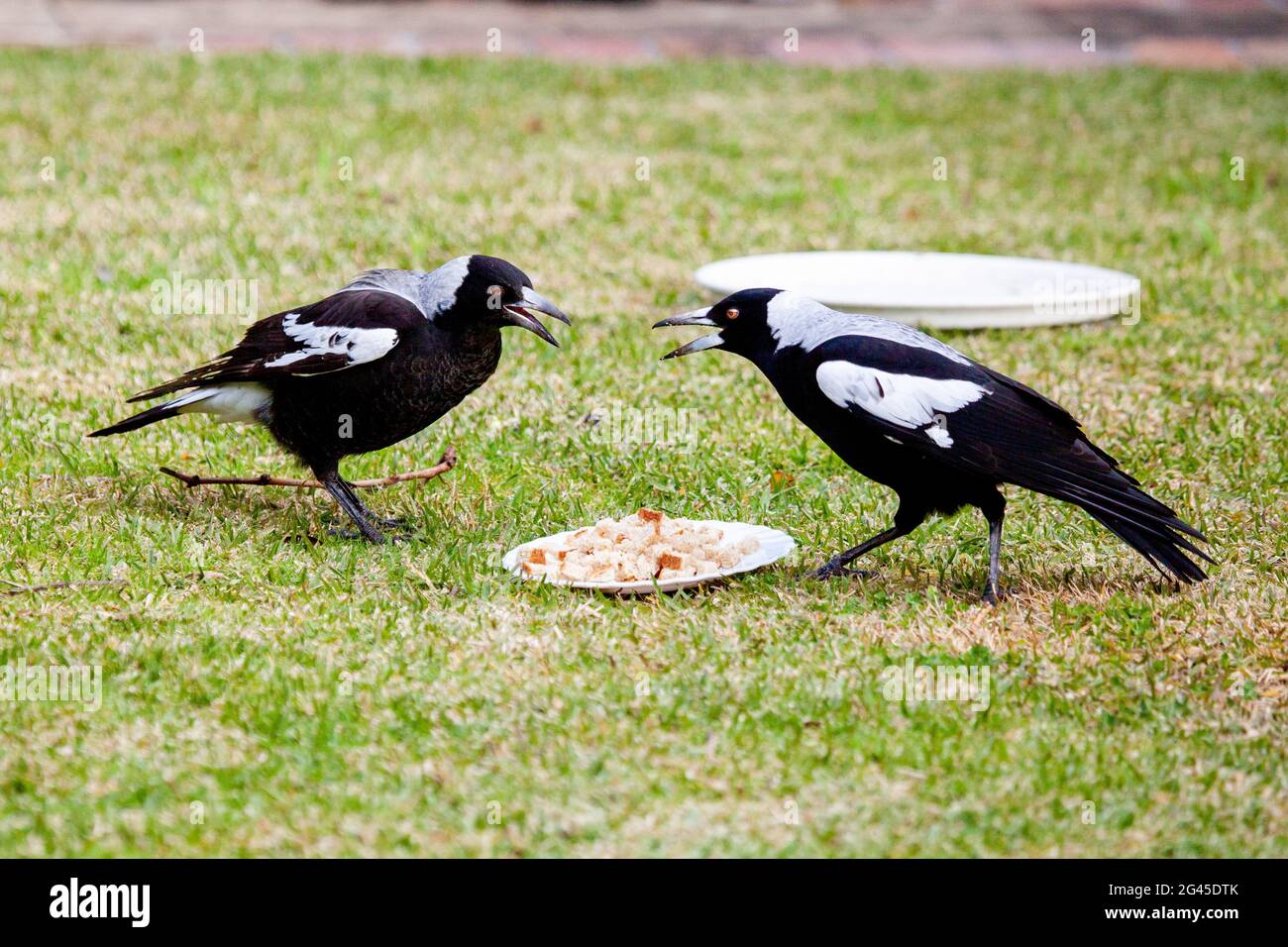Magpies of melbourne hi-res stock photography and images - Alamy