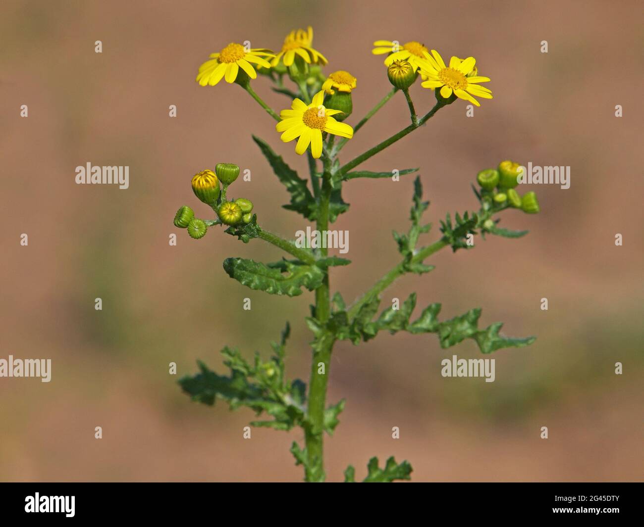 Yellow flowers senecio vernalis hi-res stock photography and images - Alamy