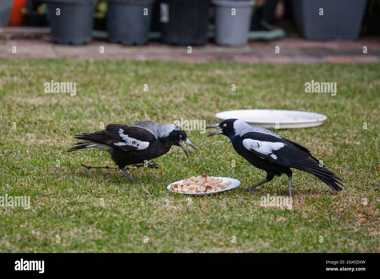 Magpies of melbourne hi-res stock photography and images - Alamy
