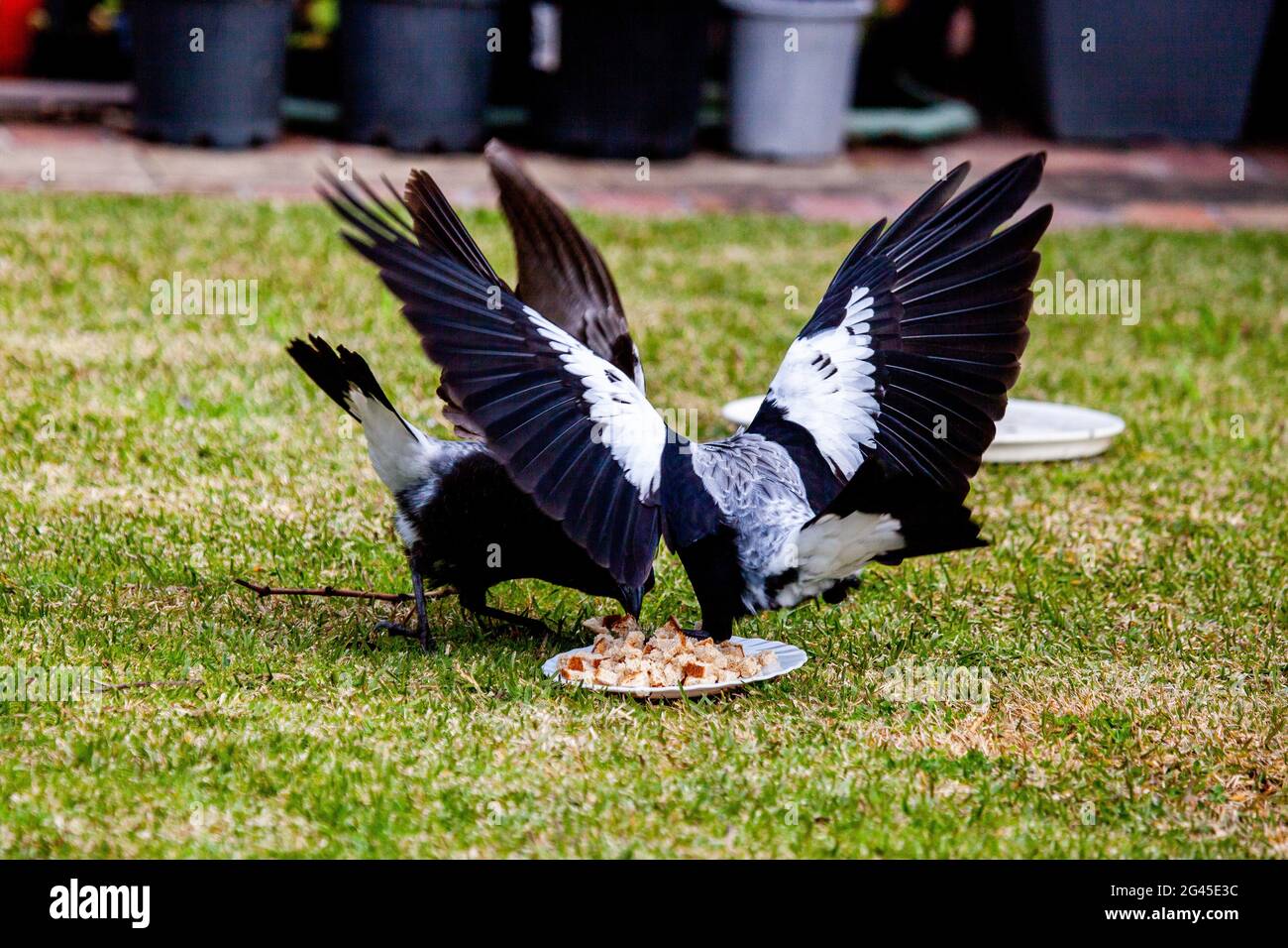 Magpies melbourne hi-res stock photography and images - Alamy