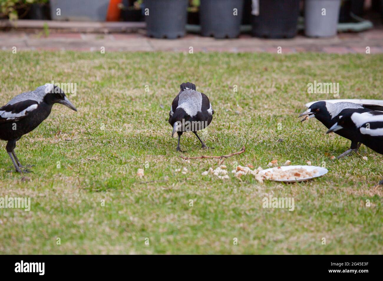 Magpies of melbourne hi-res stock photography and images - Alamy