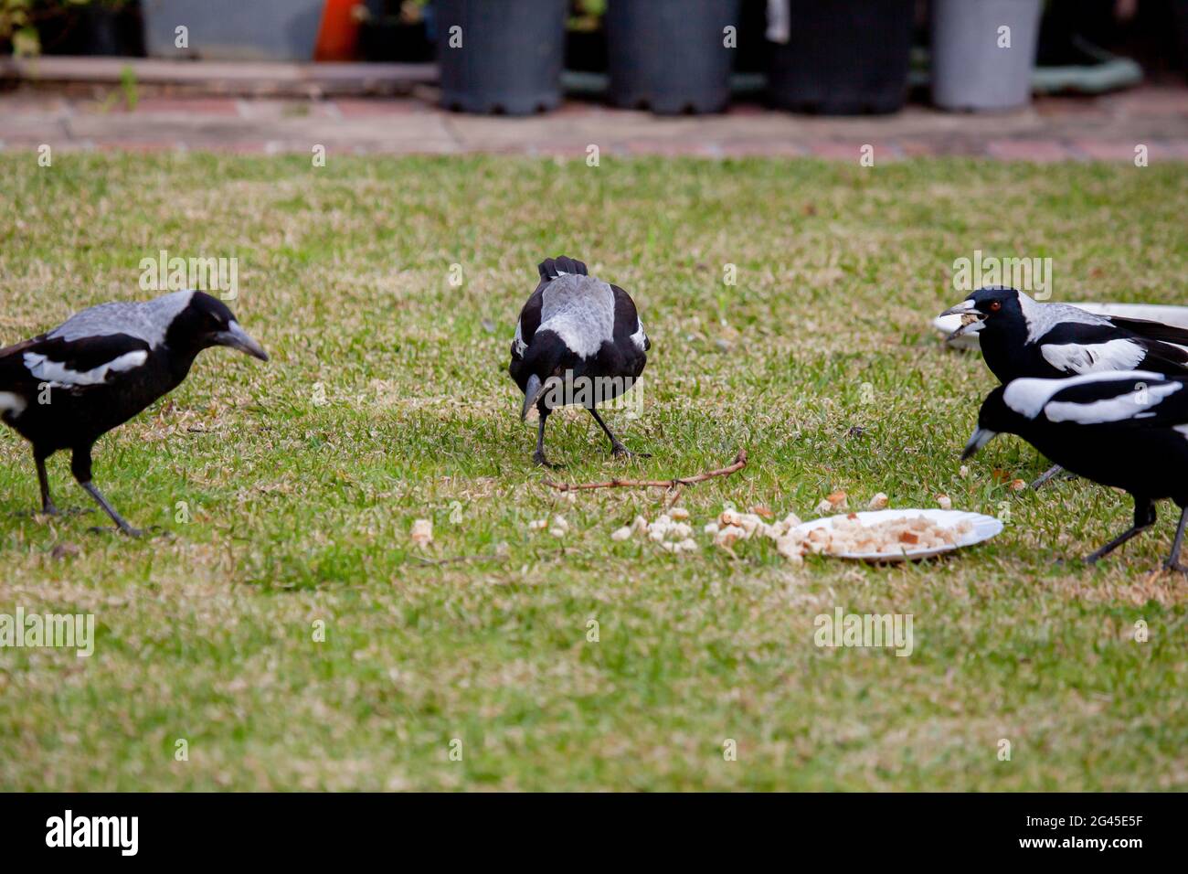 Magpies of melbourne hi-res stock photography and images - Alamy
