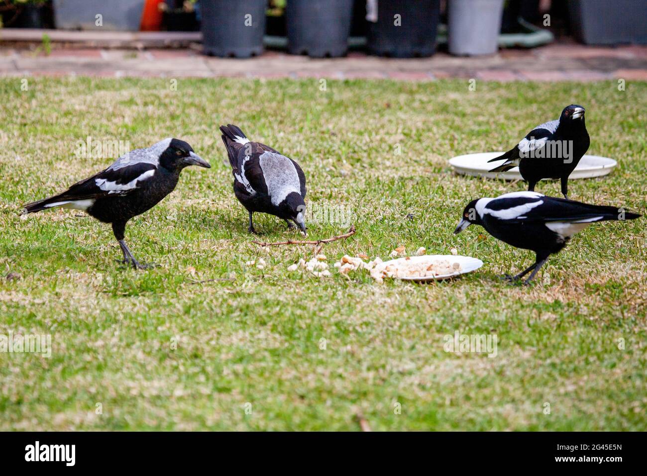 Magpies of melbourne hi-res stock photography and images - Alamy