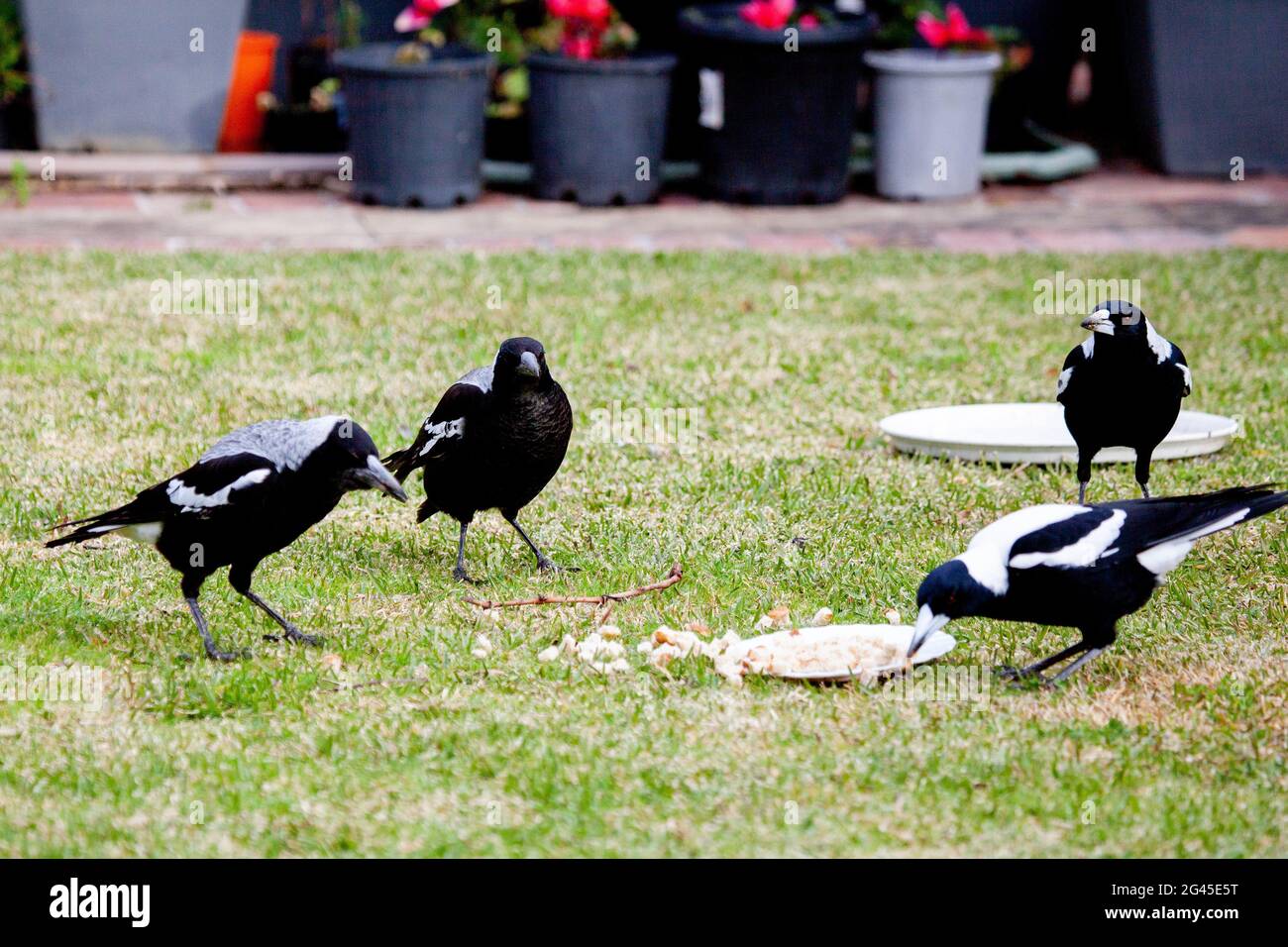 Magpies of melbourne hi-res stock photography and images - Alamy