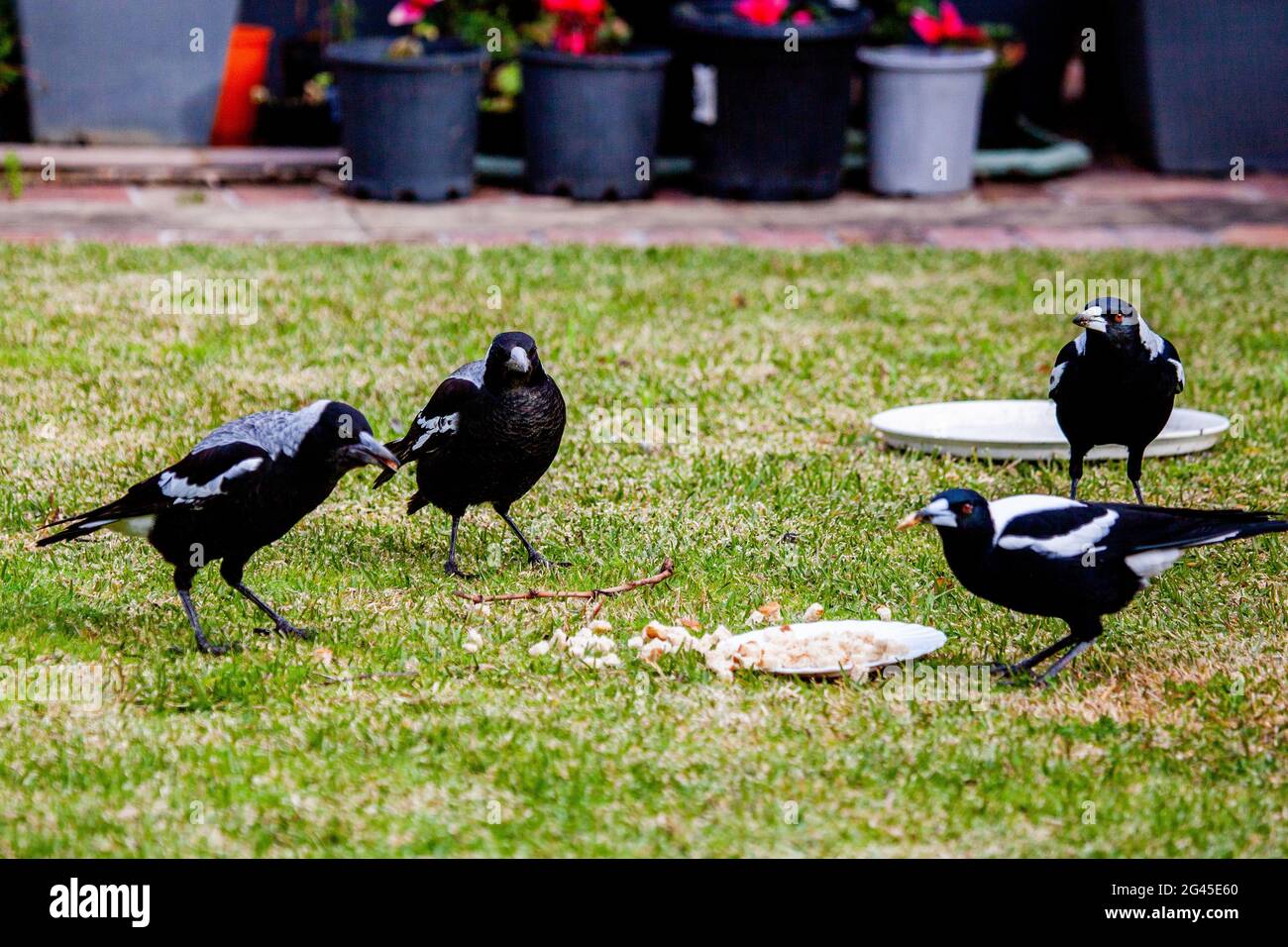 Magpies hi-res stock photography and images - Alamy