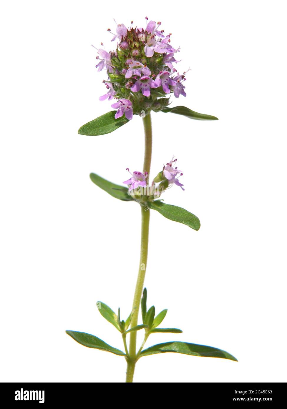 Thymus serpyllum Cut Out Stock Images & Pictures - Alamy
