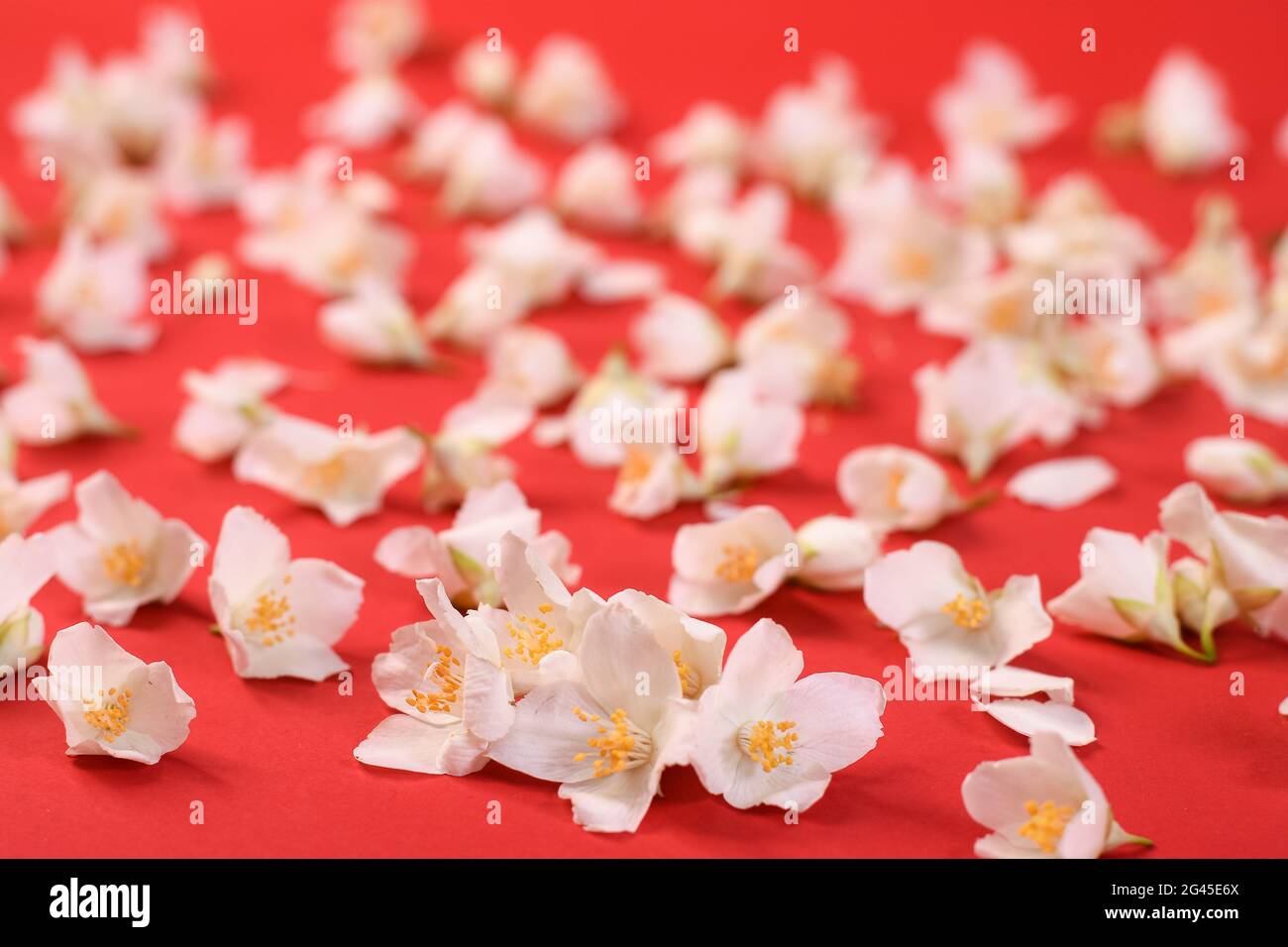 floral background. white flowers on a red background Stock Photo - Alamy