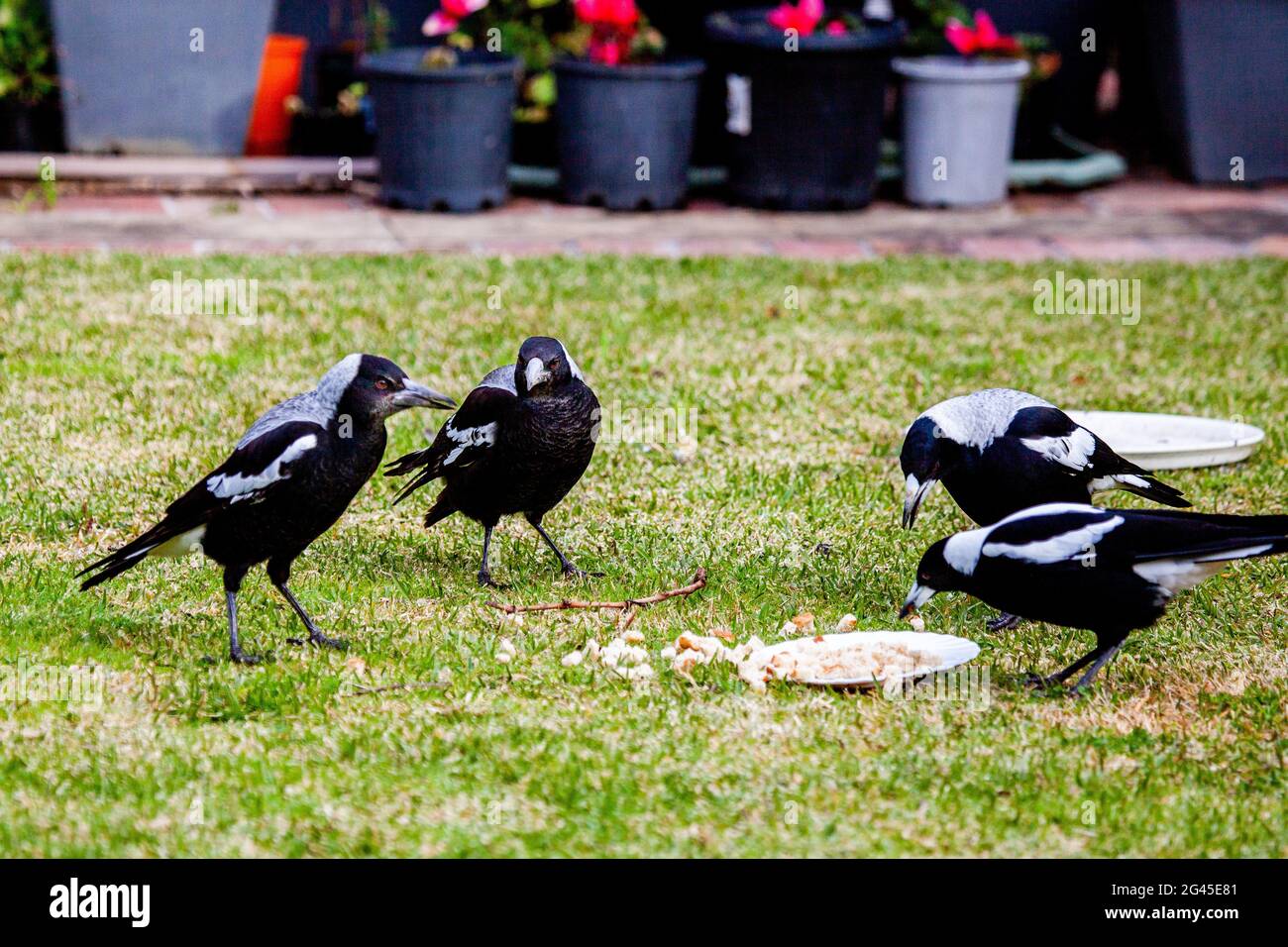 Magpies melbourne hi-res stock photography and images - Alamy