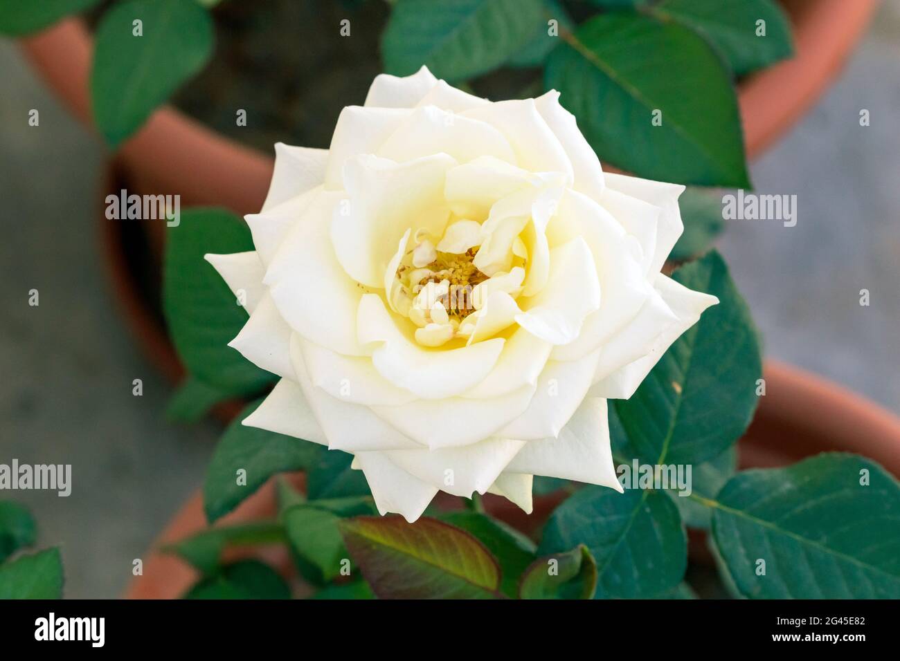 Beautiful white garden rose (rosa iceberg) flower plant on terrace ...