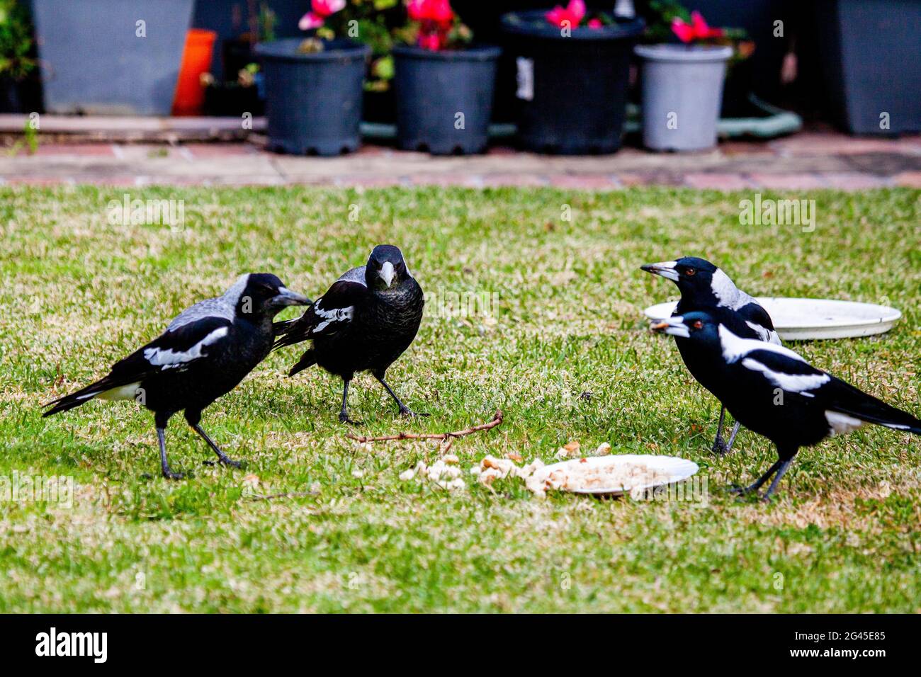 Magpies melbourne hi-res stock photography and images - Alamy