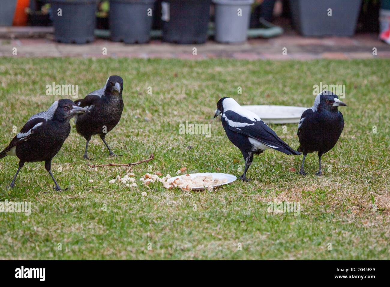 Magpies melbourne hi-res stock photography and images - Alamy