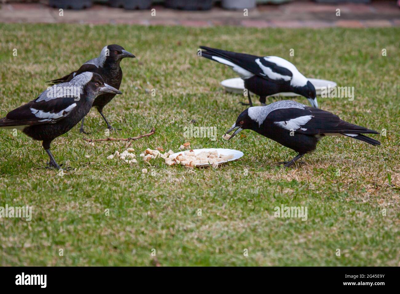 Magpies of melbourne hi-res stock photography and images - Alamy