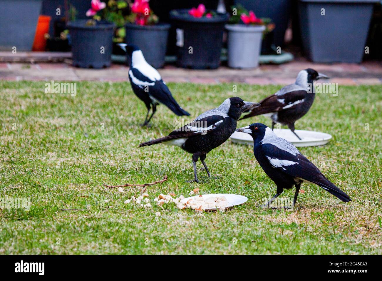 Magpies melbourne hi-res stock photography and images - Alamy
