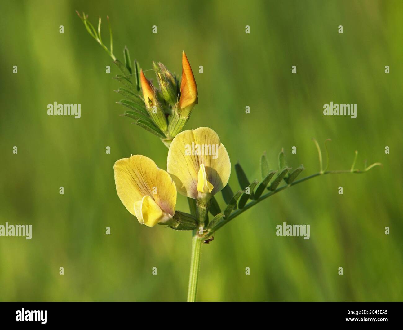 Large yellow vetch , Vicia grandiflora Stock Photo - Alamy