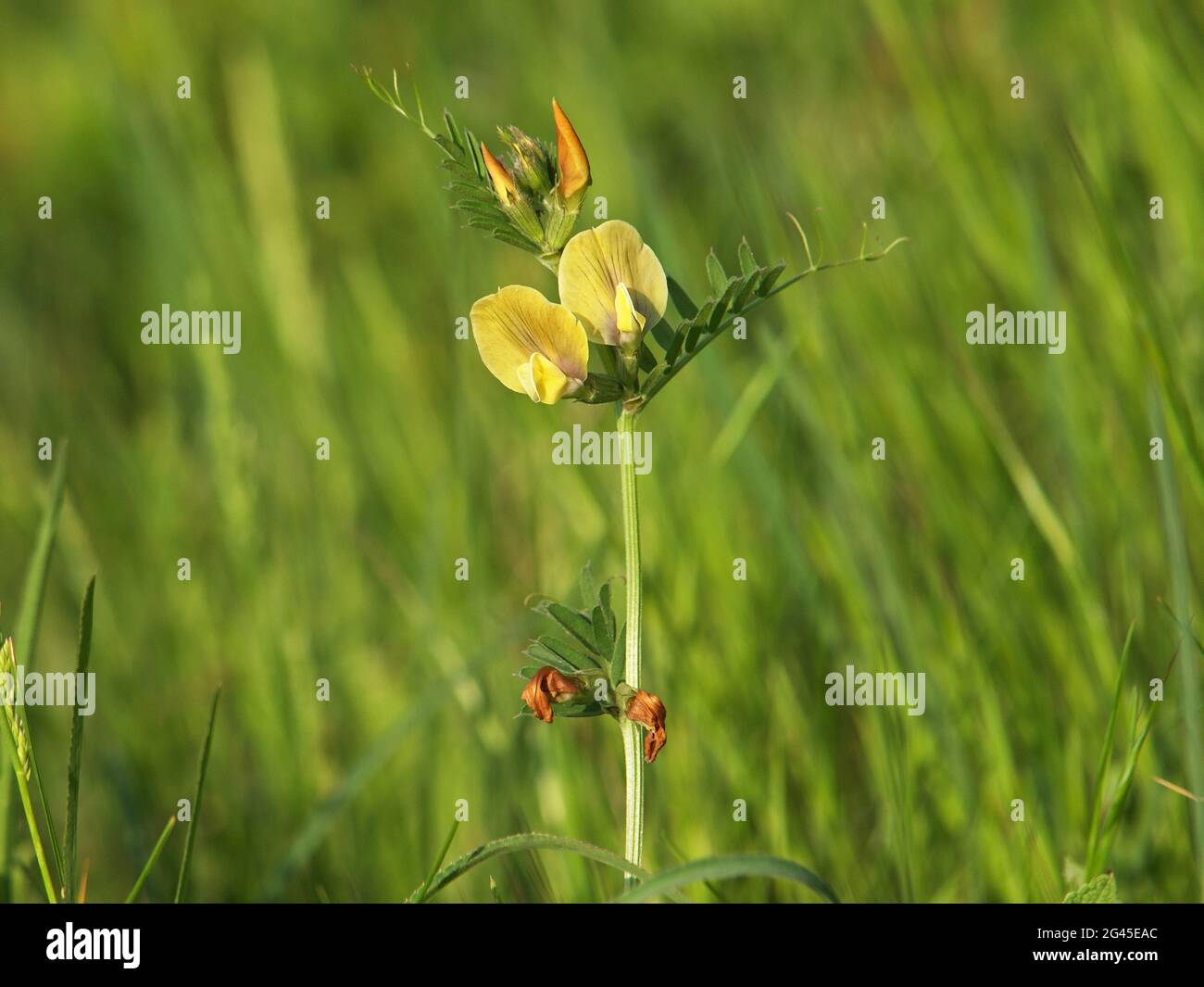Large yellow vetch , Vicia grandiflora Stock Photo - Alamy