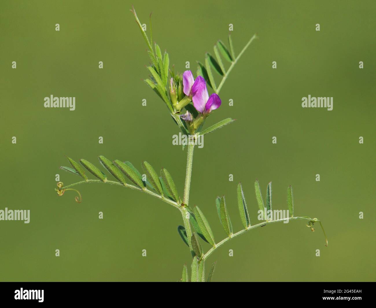 Common vetch flower, Vicia sativa Stock Photo - Alamy